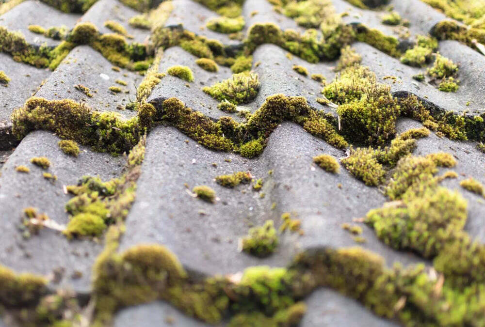 How to Remove Moss from Roof in Vancouver - Marks Roofing LTD